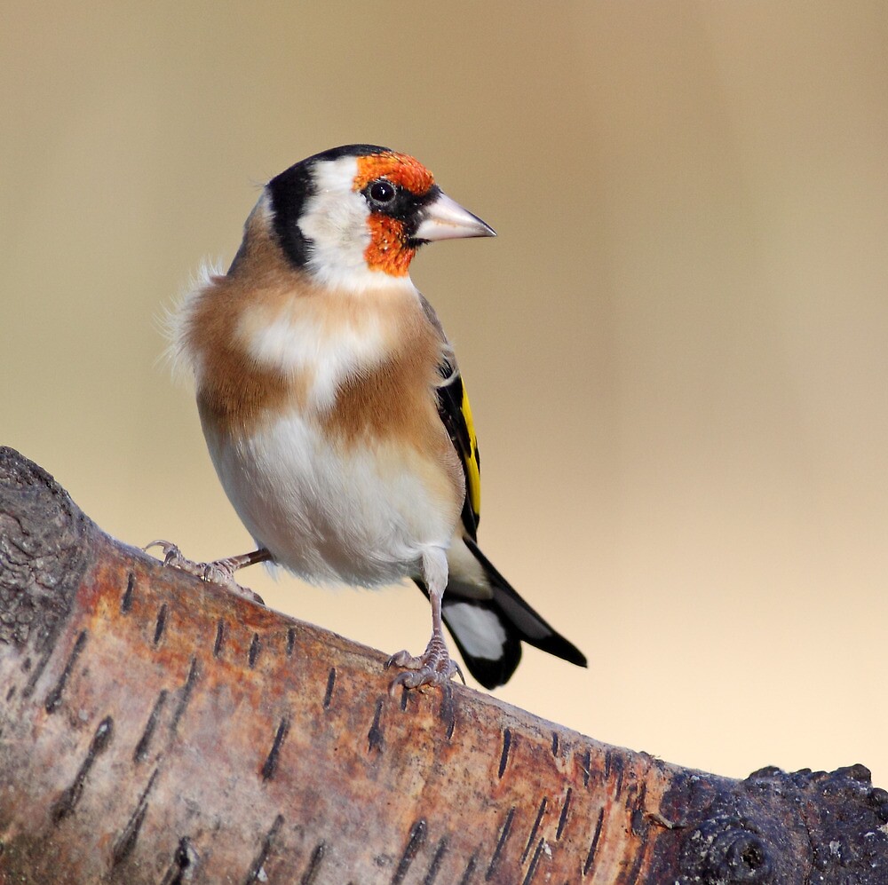 "Goldfinch" by Grant Glendinning | Redbubble