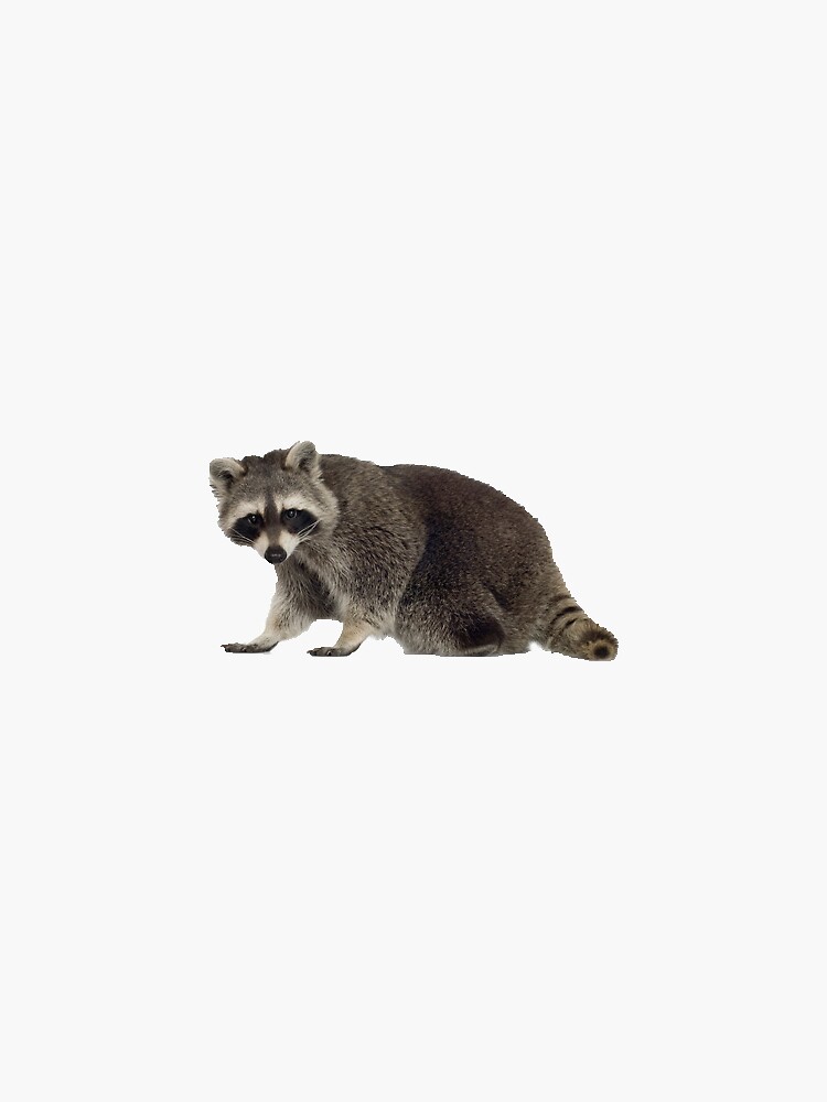 "Raccoon" Sticker for Sale by rooroor | Redbubble