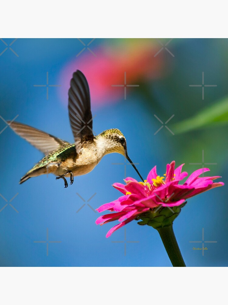 "Hummingbird Flight Square" Poster for Sale by rollosphotos | Redbubble