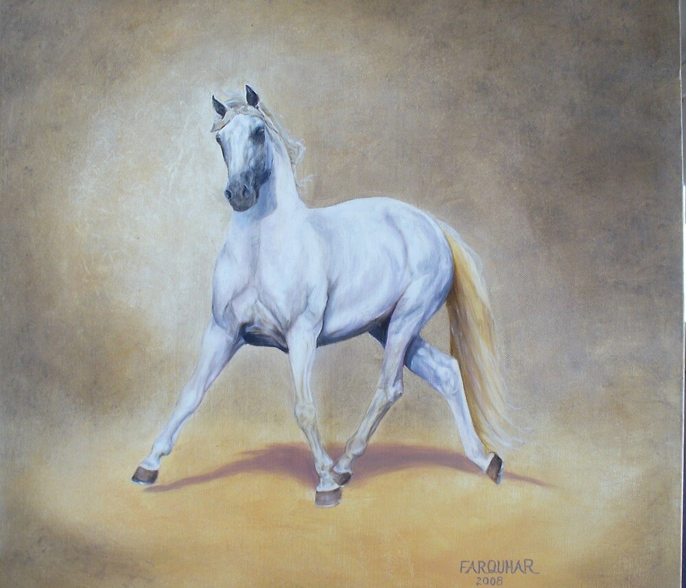 "Lipizzaner Stallion" by Jean Farquhar | Redbubble