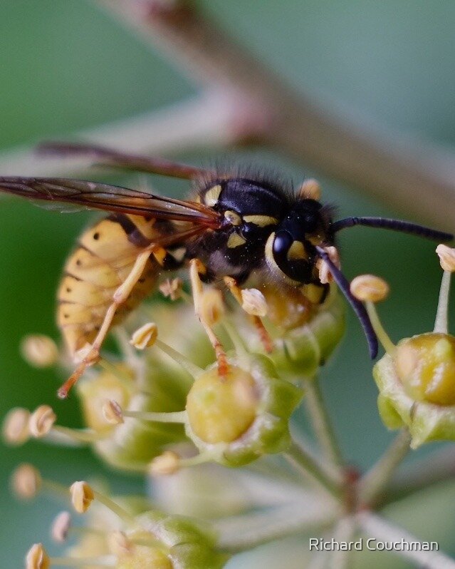 Yellowjacket Angelica “" by Richard Couchman | Redbubble