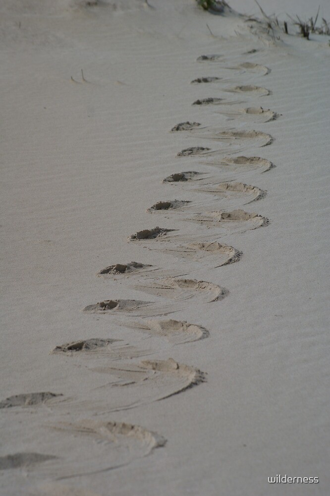 "snake tracks in the sand" by wilderness | Redbubble