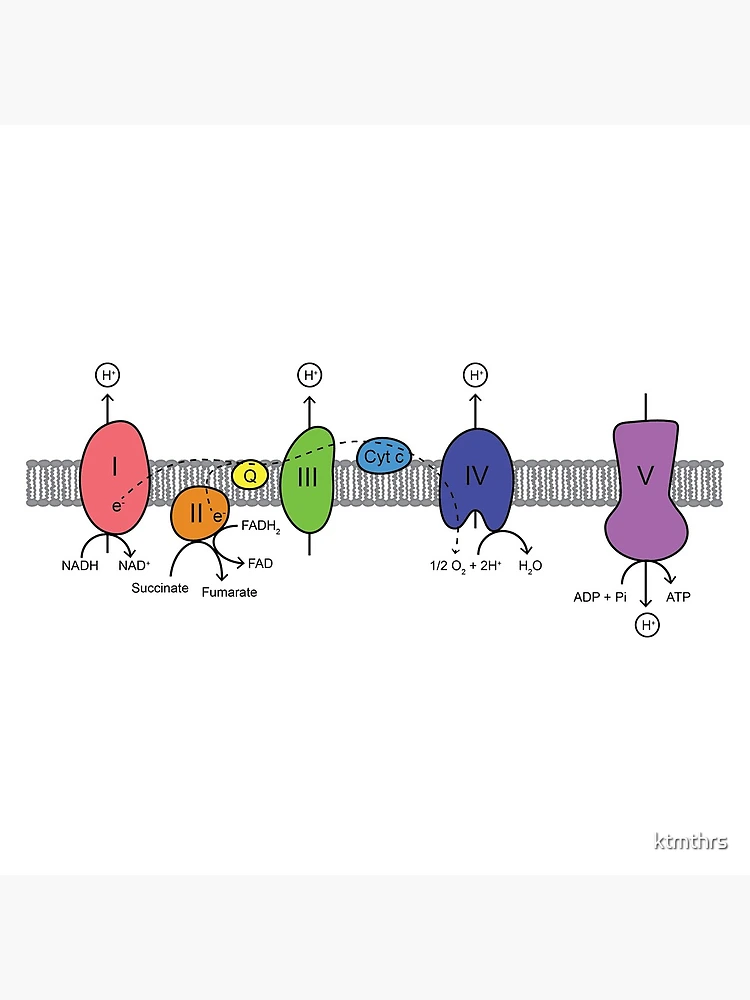 Simple Diagram Electron Transport Chain Diagramaica