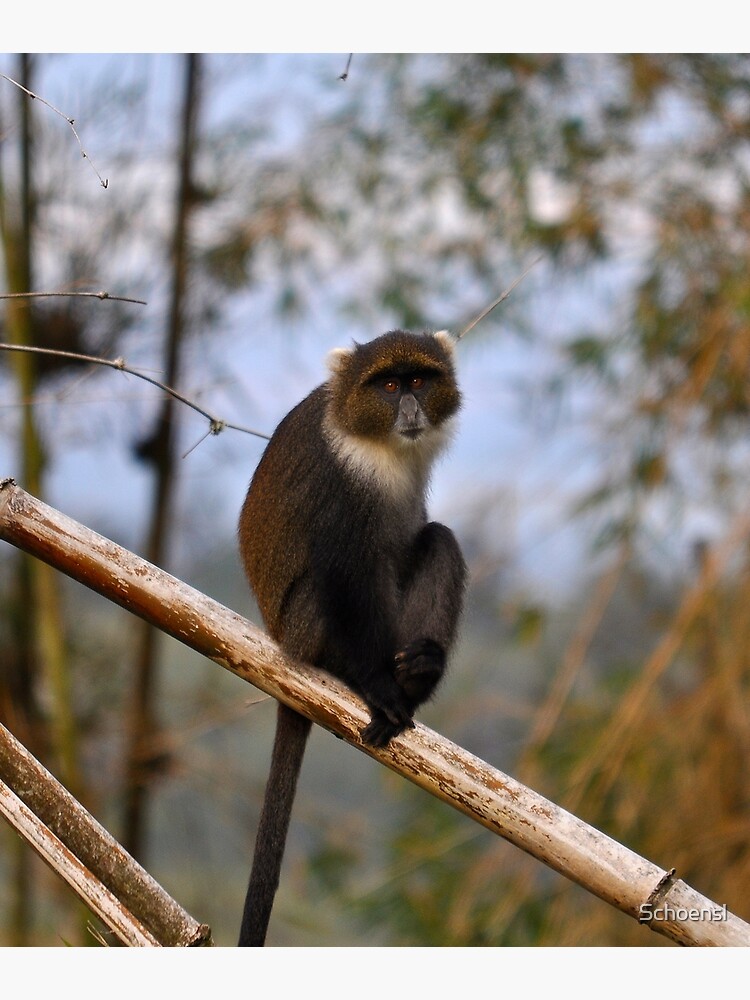 "Samango monkey Sykes monkey white-throated monkey Africa" Poster by ...
