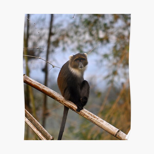 "Samango monkey Sykes monkey white-throated monkey Africa" Poster by ...