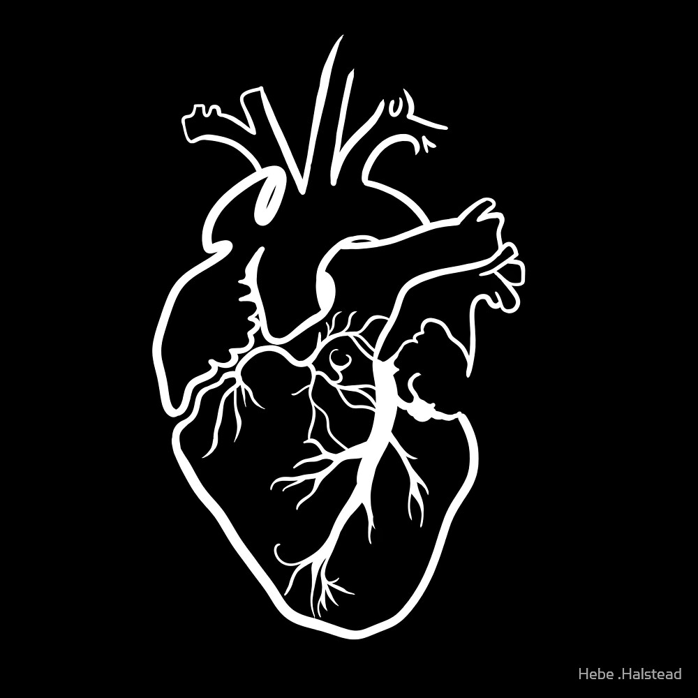 "Anatomical Heart Line Drawing " by Hebe .Halstead | Redbubble