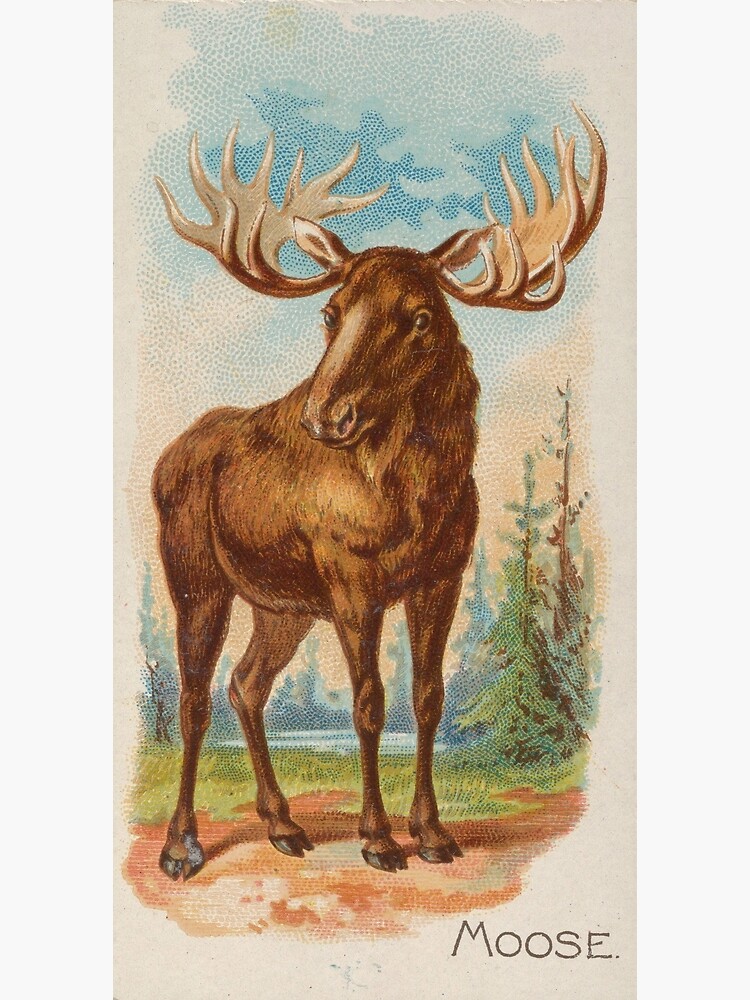 "Vintage Illustration of a Moose (1890)" Framed Art Print for Sale by ...