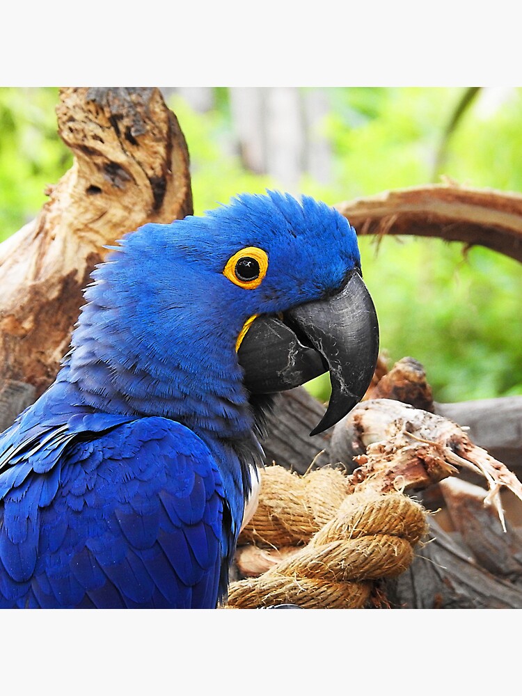 "Hyacinth Macaw" Sticker for Sale by BunnyClarke | Redbubble