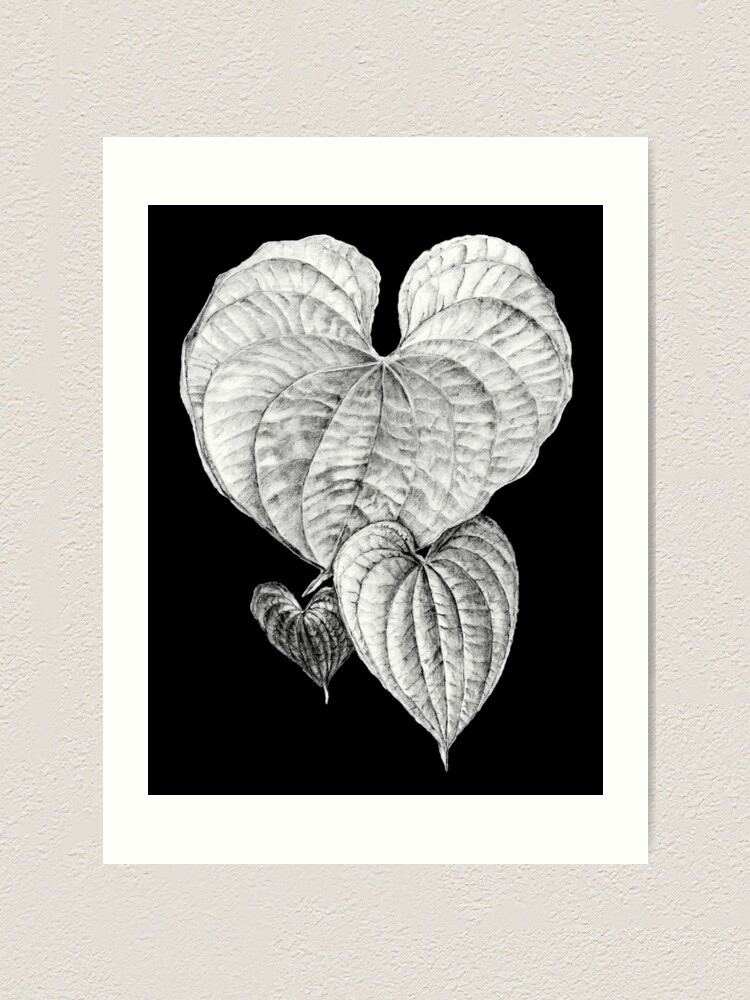 "Three leaves- Australian native yam ( Dioscorea sp.)" Art Print by ...