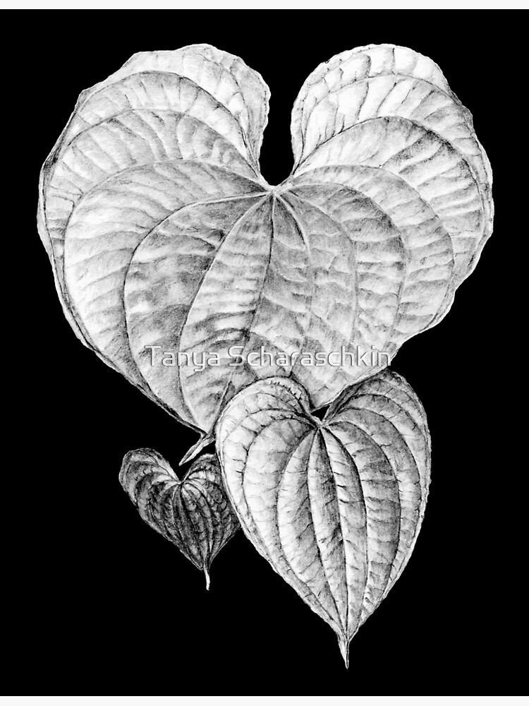 "Three leaves- Australian native yam ( Dioscorea sp.)" Art Print by ...