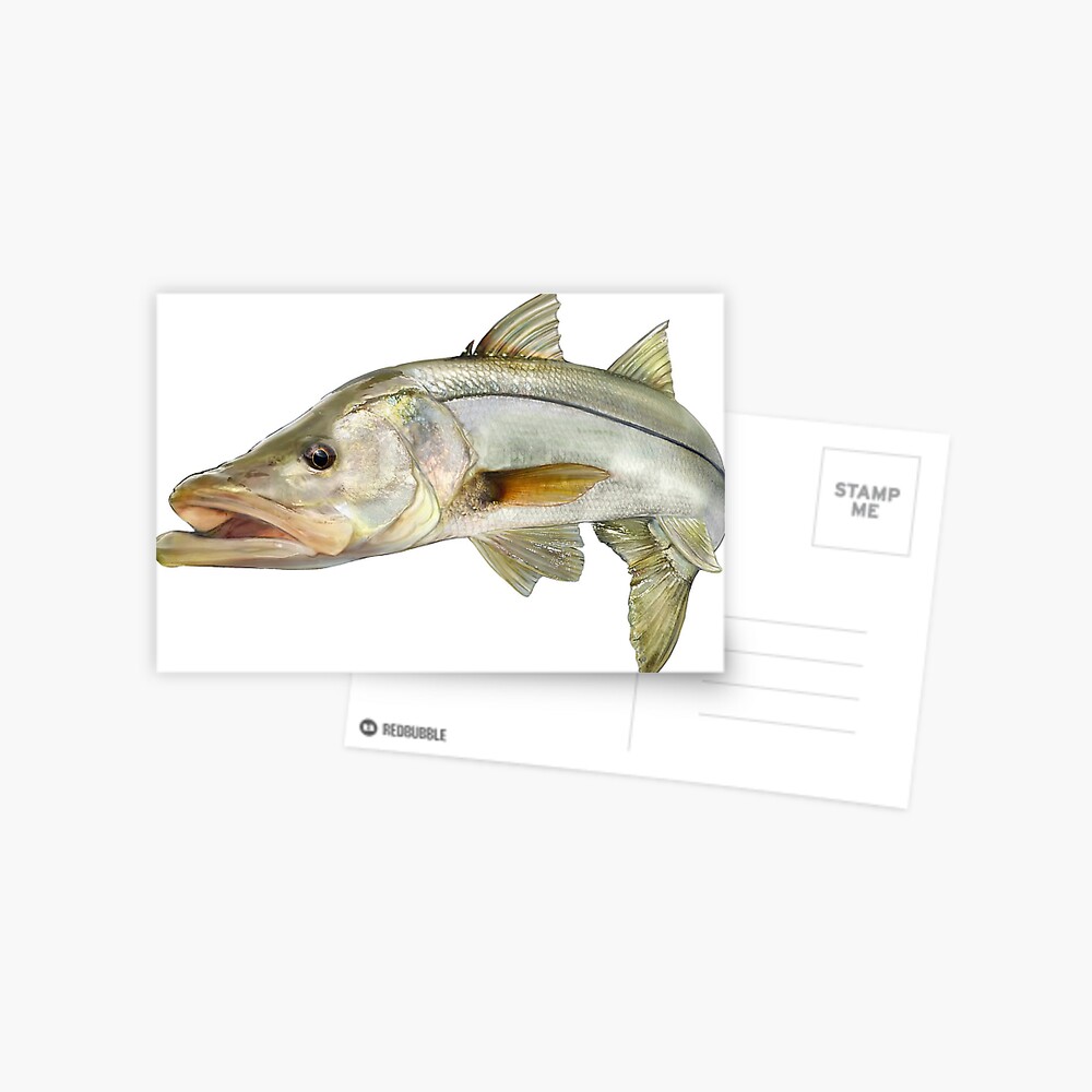 "Jumping Snook" Sticker for Sale by lureguru | Redbubble