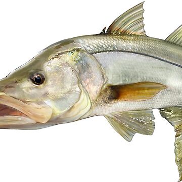 "Jumping Snook" Sticker for Sale by William Lee | Redbubble