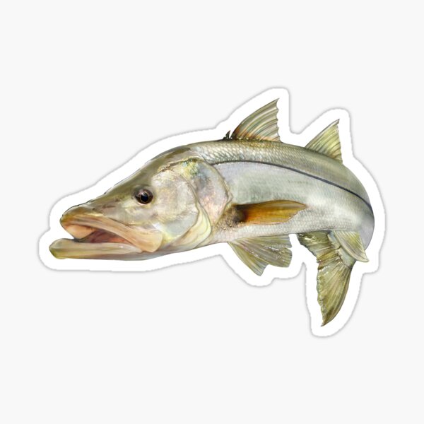 "Jumping Snook" Sticker for Sale by lureguru | Redbubble
