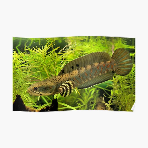 "Snakehead fish" Poster by LemonTYK | Redbubble