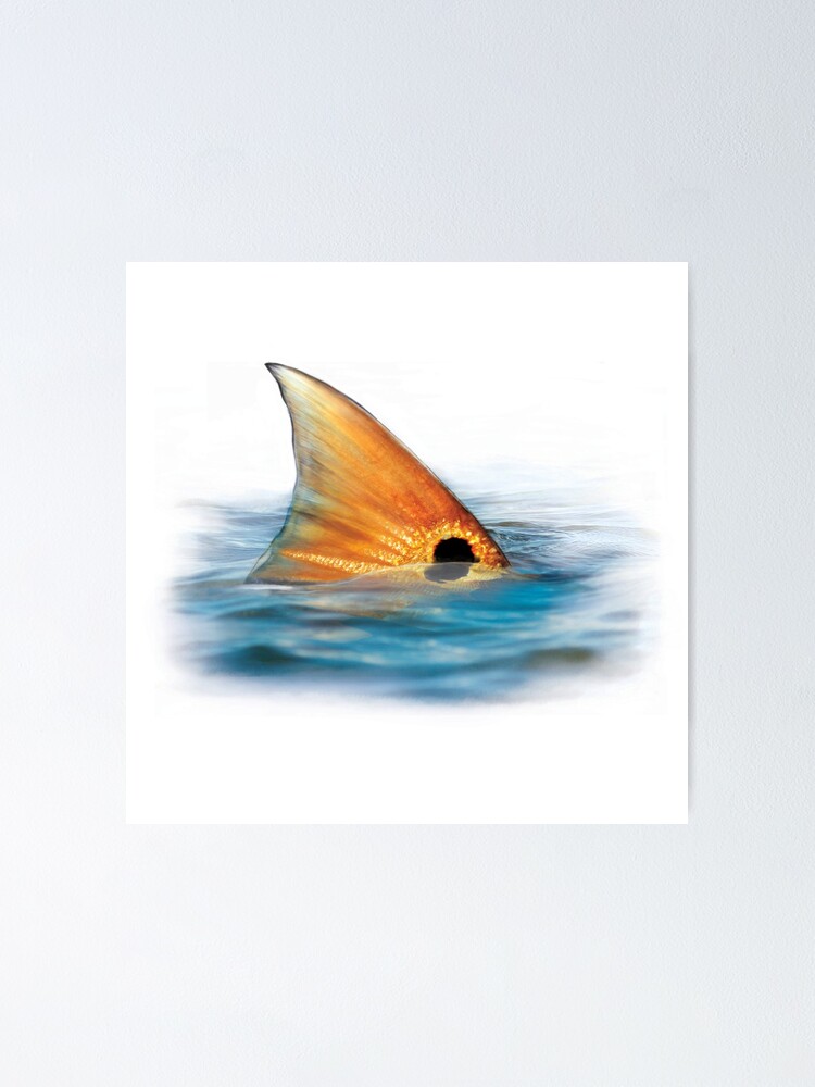 "Tailing Redfish" Poster for Sale by William Lee | Redbubble