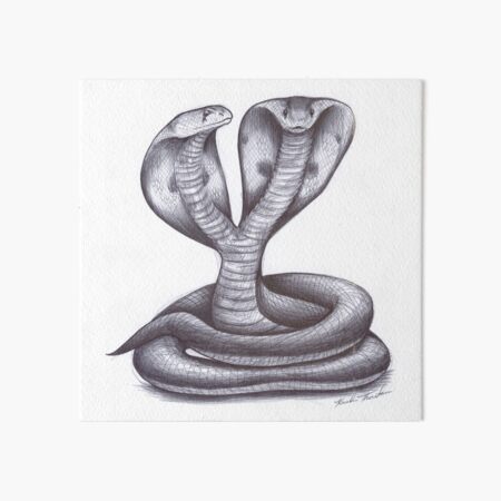 "Inktober Day 29: Double- Two Headed Snake" Art Board Print for Sale by ...