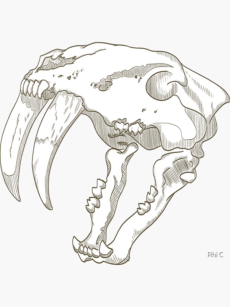 "Smilodon Skull" Sticker for Sale by rhi-designs | Redbubble