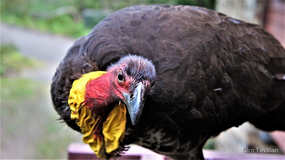 "Australian Bush Turkey" by Giro Tavitian | Redbubble