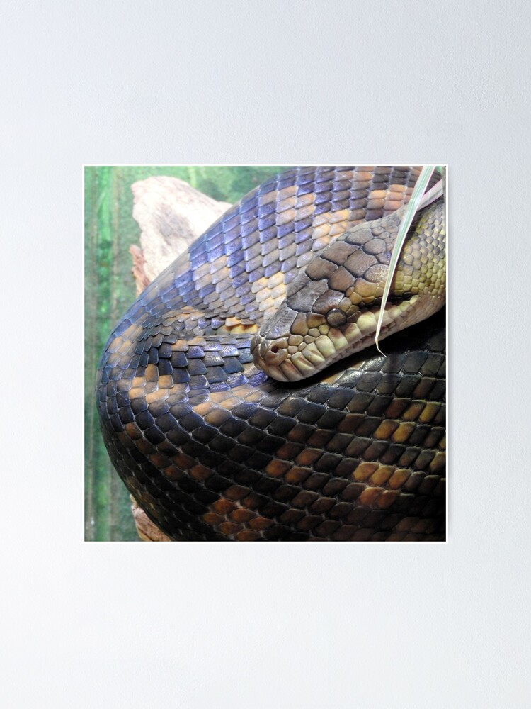 "Amethystine Python" Poster by kirstybush | Redbubble