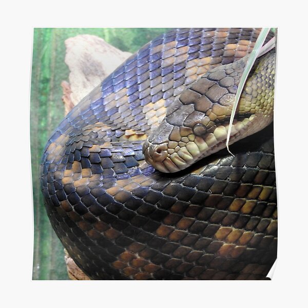 "Amethystine Python" Poster by kirstybush | Redbubble