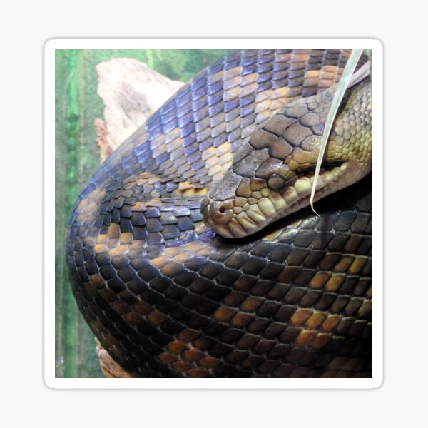 "Amethystine Python" Sticker for Sale by kirstybush | Redbubble