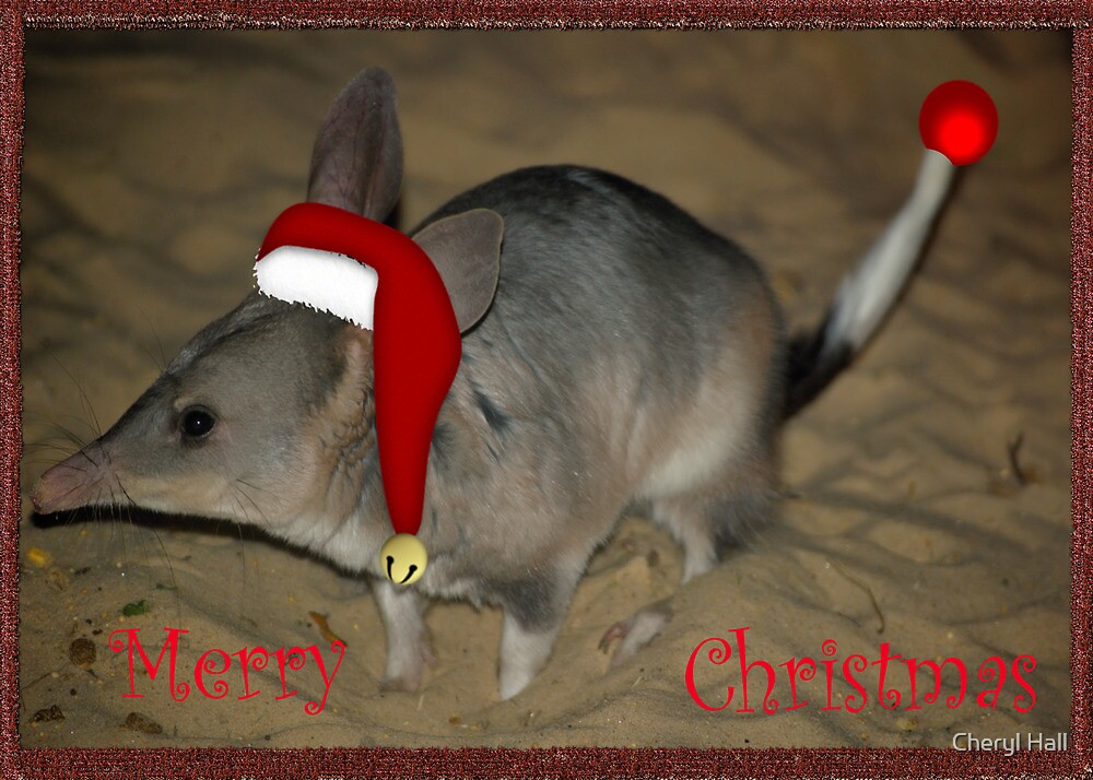 "MERRY CHRISTMAS - BILBY CHRISTMAS CARD" by Cheryl Hall | Redbubble