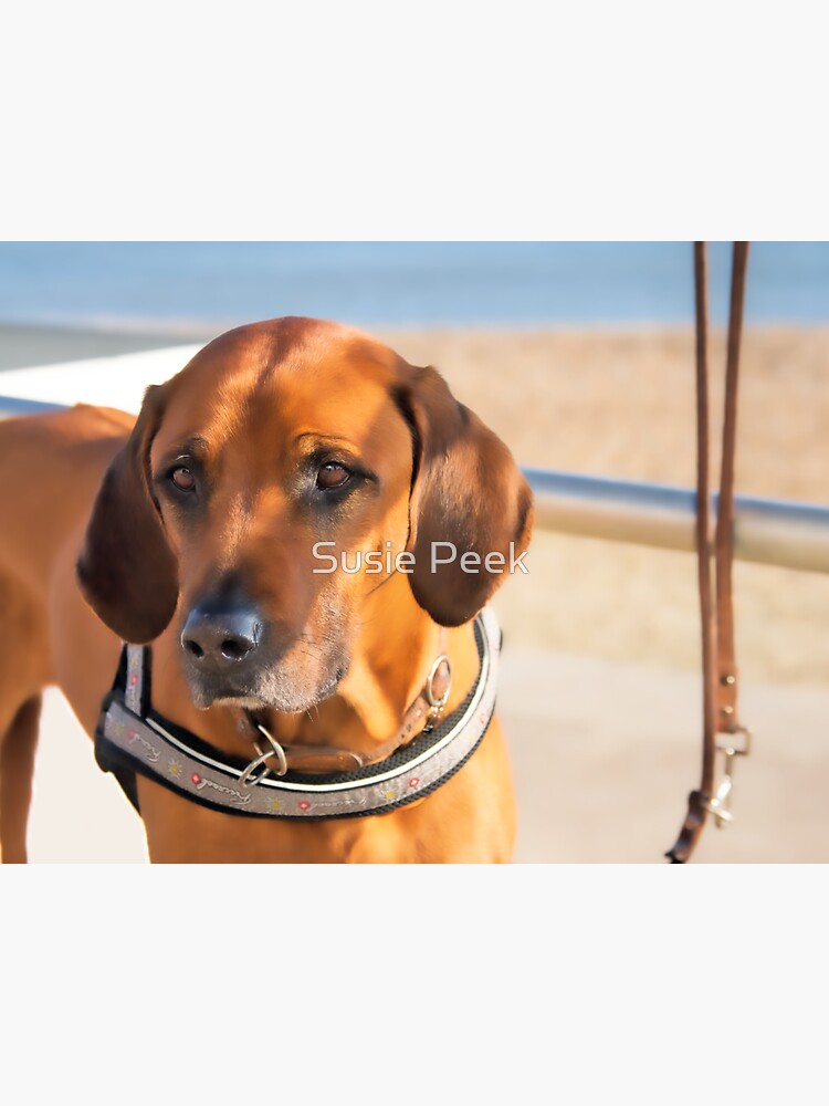 "Rhodesian Ridgeback" Sticker by Siska | Redbubble