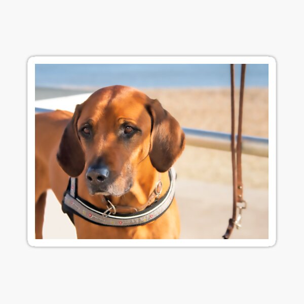 "Rhodesian Ridgeback" Sticker by Siska | Redbubble