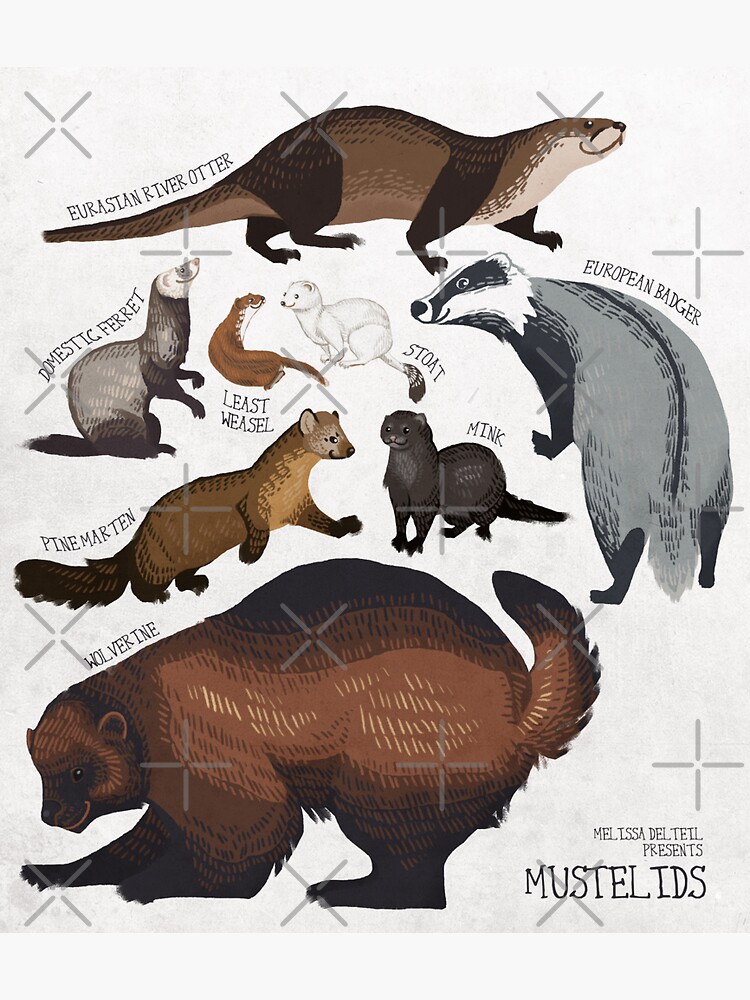 "Mustelids" Sticker for Sale by Melissa Delteil | Redbubble