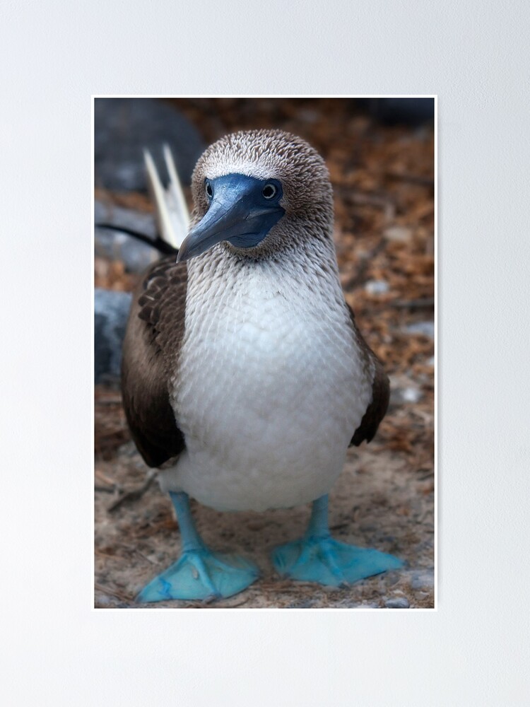 "Sula Nebouxii (Blue-footed Booby)" Poster by becks78 | Redbubble