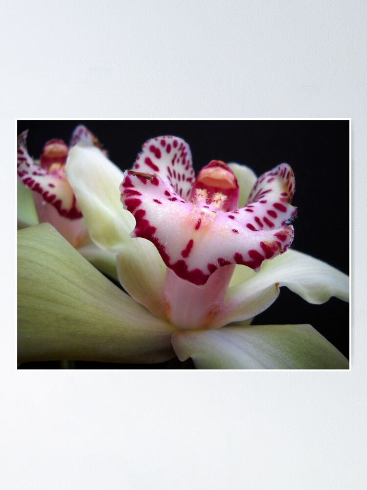 "Orchids." Poster by Vitta | Redbubble