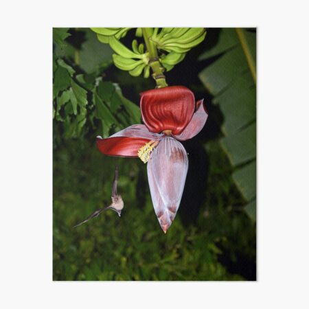"Bat Pollinating a Banana Plant" Art Board Print by TheBiff | Redbubble