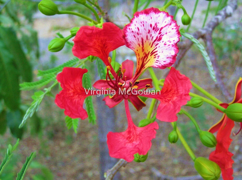 "Poinciana Flower" by Virginia McGowan | Redbubble