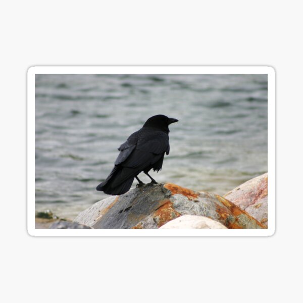 "American Crow" Sticker for Sale by alycetaylor | Redbubble