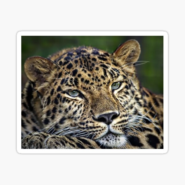 "Amur Leopard" Sticker for Sale by dawnmvd | Redbubble