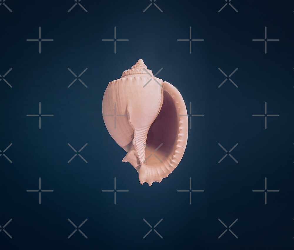 "Minimalist shell on royal blue background" by DelightfulArts | Redbubble