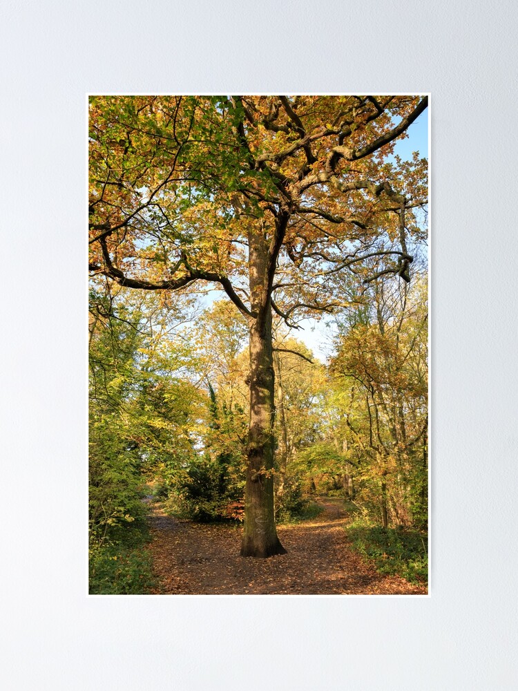 "Tree art" Poster for Sale by SerialSnapper | Redbubble