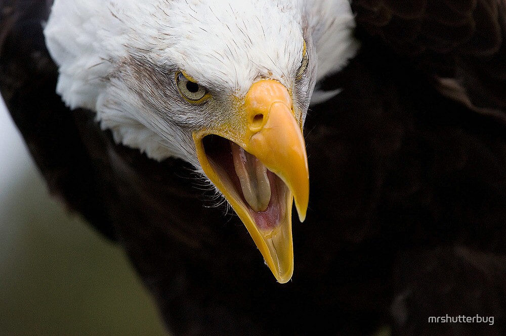Bald Eagle Screaming Front View