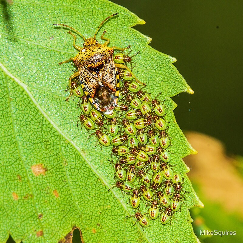 "Parent Bug Family" by MikeSquires | Redbubble
