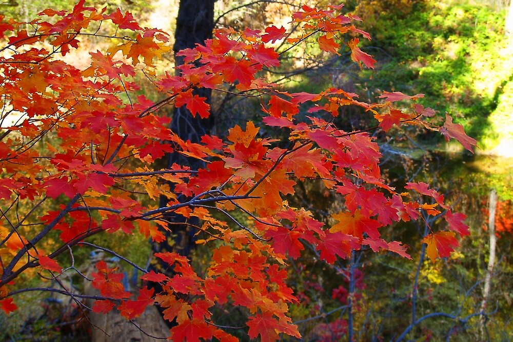 "Ready To Fall" by K D Graves Photography | Redbubble