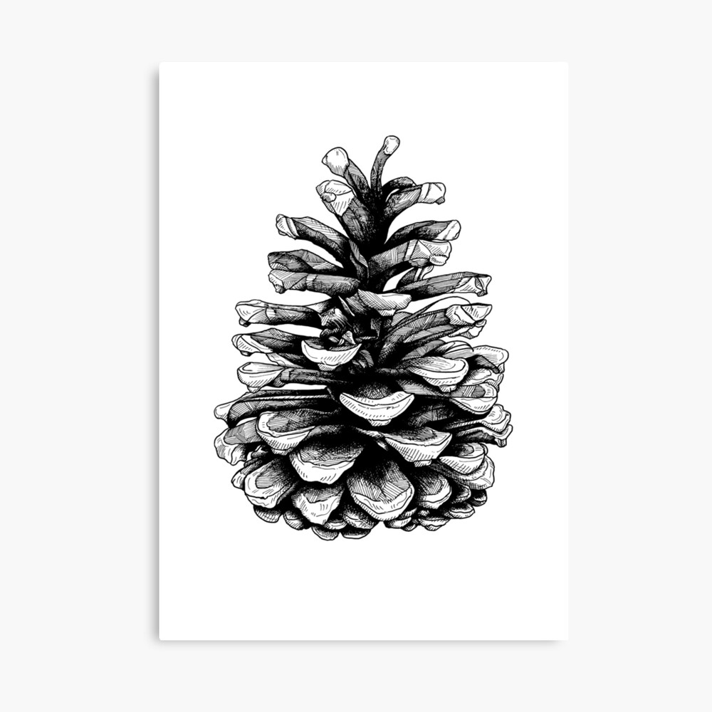 Pine Cone Pen Drawing