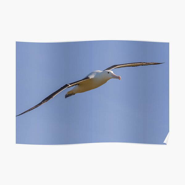 "Royal Albatross" Poster for Sale by fotoWerner | Redbubble