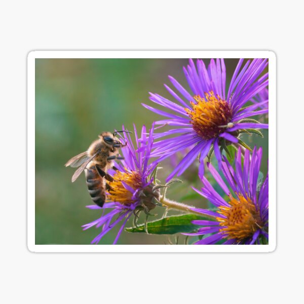 "Honey Bee on Aster" Sticker by dlamb | Redbubble