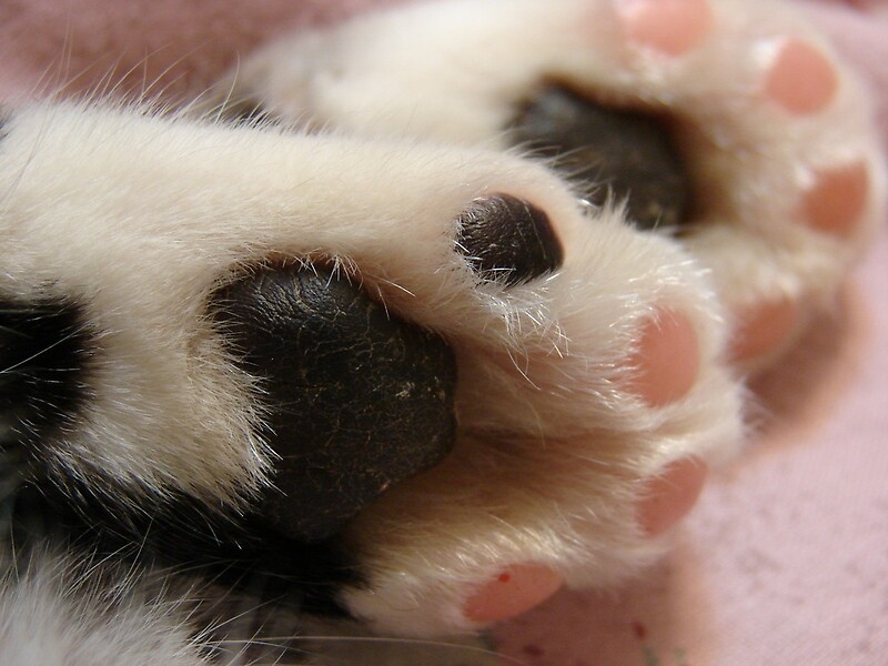 "Kitty Paws" by angelandspot | Redbubble