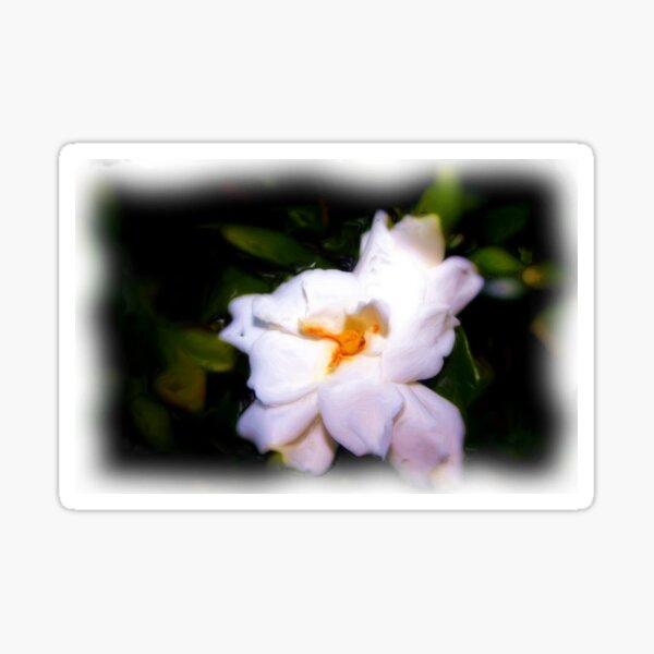 "Gardenia" Sticker for Sale by J Gardner | Redbubble