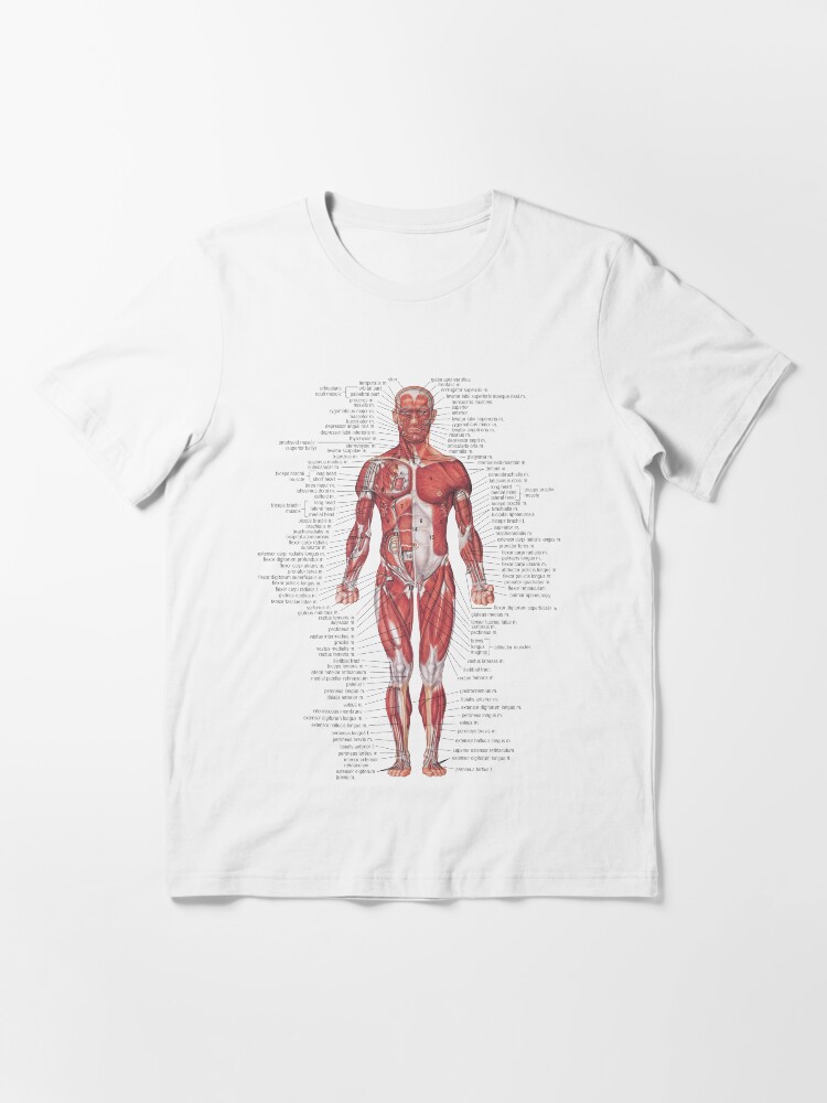 "Muscular System of the Human Body" Essential T-Shirt for Sale by ...