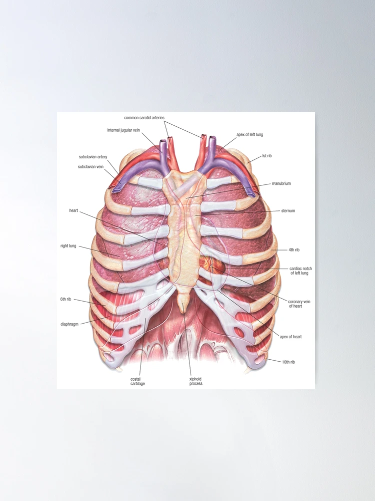 Human Body Chest Anatomy