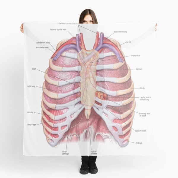 "Chest Anatomy - Human Body" Scarf for Sale by Hoorahville | Redbubble