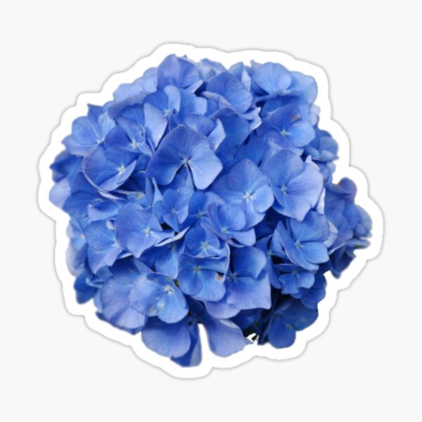 "Blue hydrangea" Sticker for Sale by ghjura | Redbubble