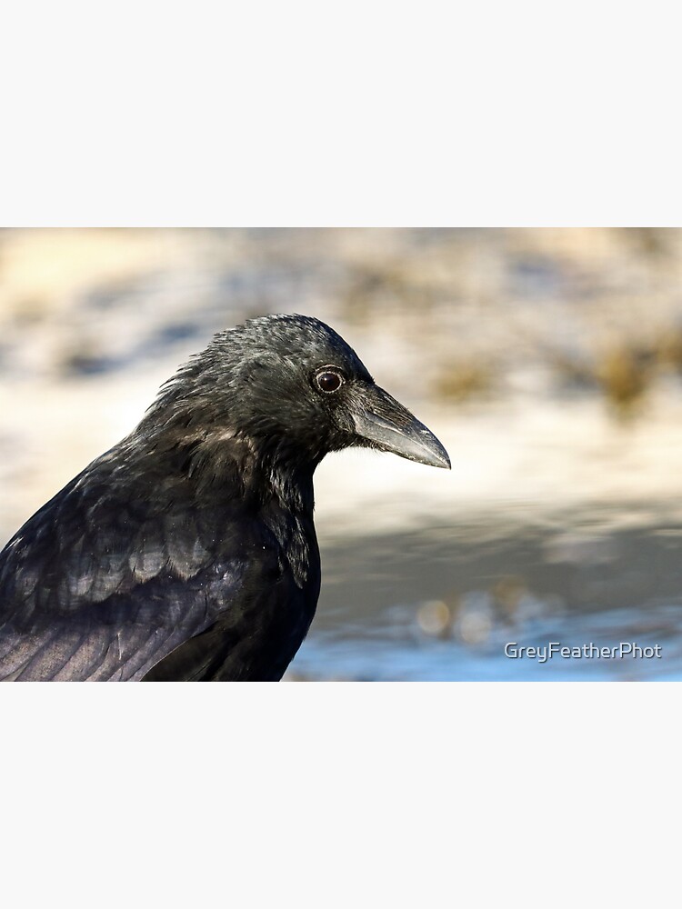 "Carrion crow" Sticker by GreyFeatherPhot | Redbubble